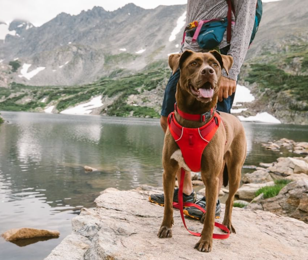 Essentials for your dog when going on an adventure in New Zealand.