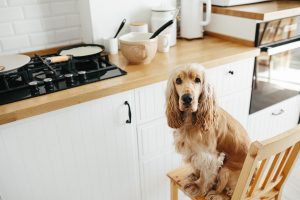 The best homemade dog treats - Dog Friendly New Zealand
